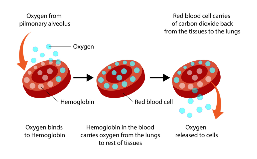 Blood Oxygen Level All You Need To Know Torontek Blood Oxygen Level All You Need To Know Torontek